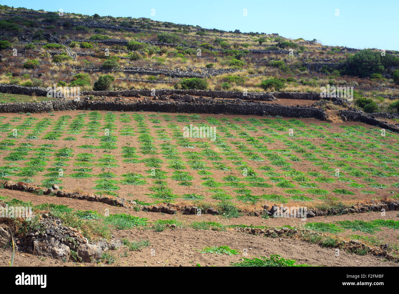 Plante des câpres Banque de photographies et d’images à haute ...