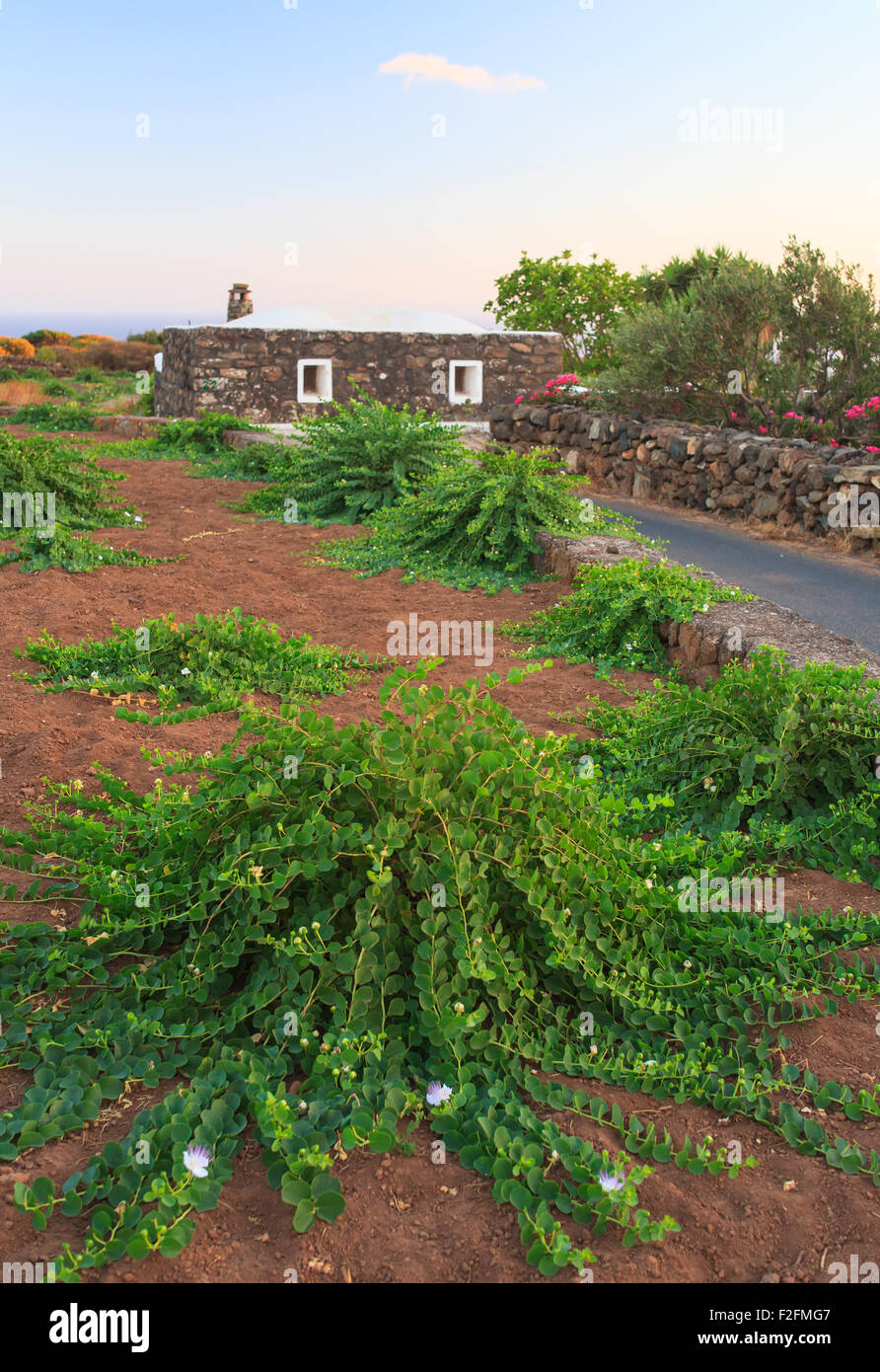 Capers plant Banque de photographies et d’images à haute résolution - Alamy