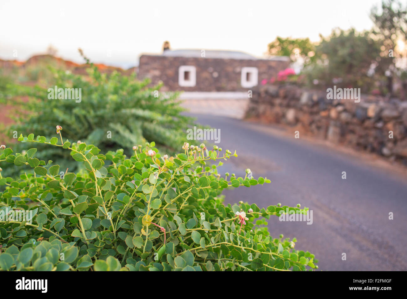 Capers plant Banque de photographies et d’images à haute résolution - Alamy