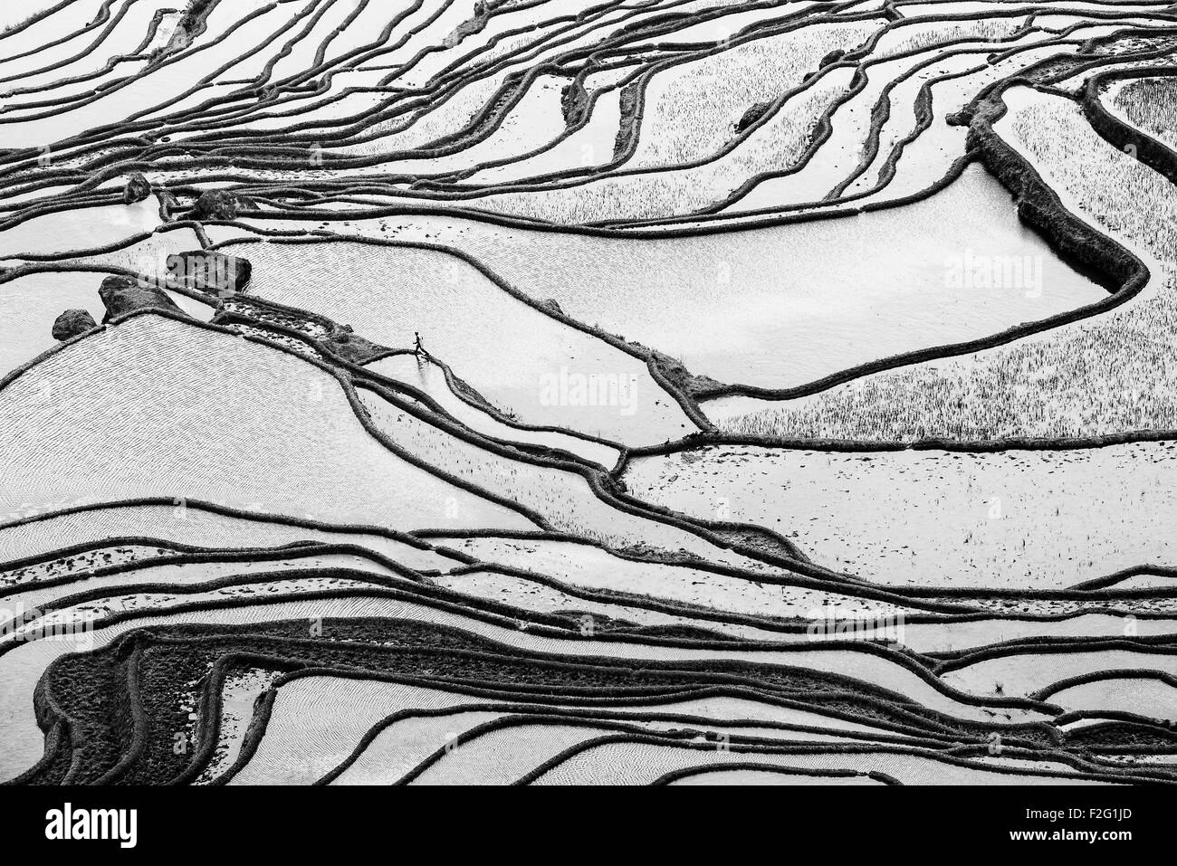 Terrasses de riz chinois Banque d'images noir et blanc - Alamy