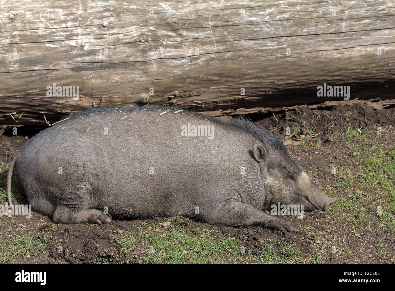 Warty Visayan Pig de l'île de Philippines ét dormir Photo Stock - Alamy