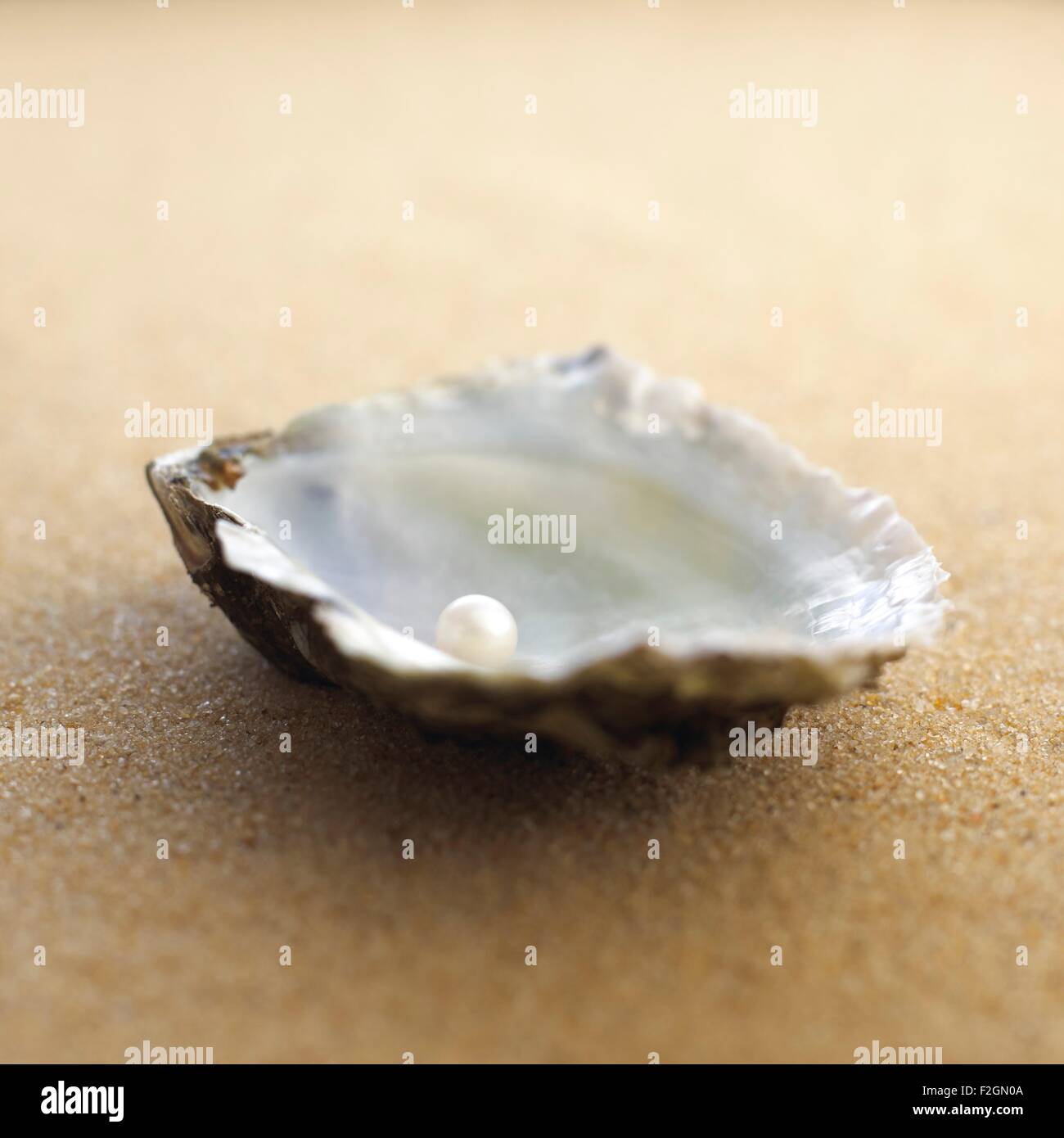 Pearl inside oyster shell Banque de photographies et d’images à haute ...