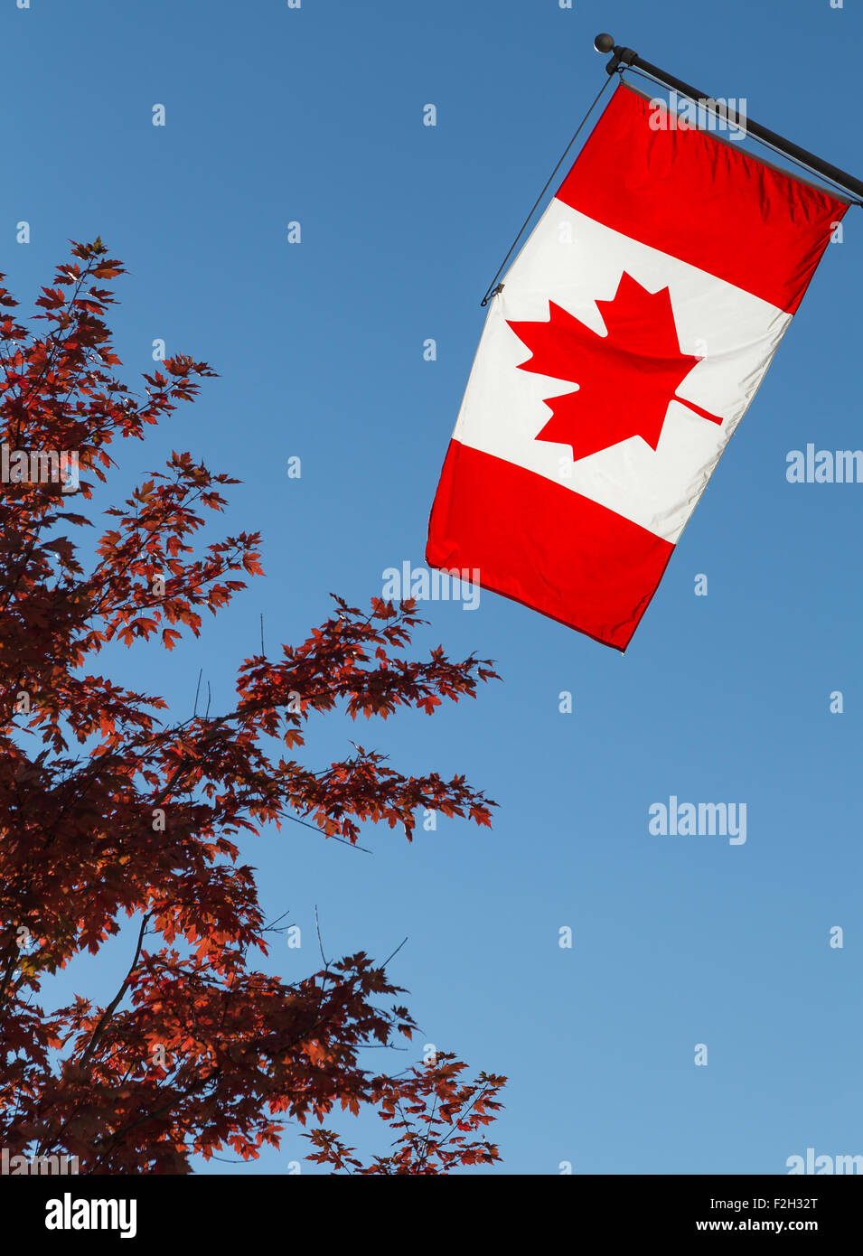 Drapeau dans l'arbre Banque de photographies et d’images à haute ...