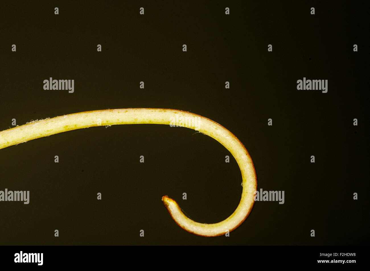 Vrille De Vigne Banque d'image et photos - Alamy