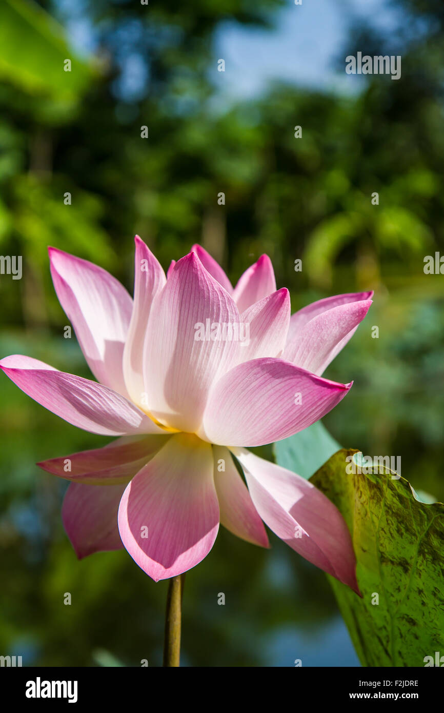 Lotus rose Banque de photographies et d’images à haute résolution - Alamy
