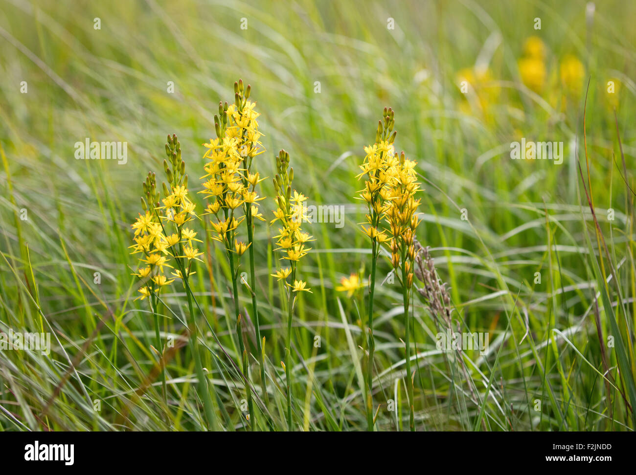Asphodèle Banque de photographies et d’images à haute résolution - Alamy