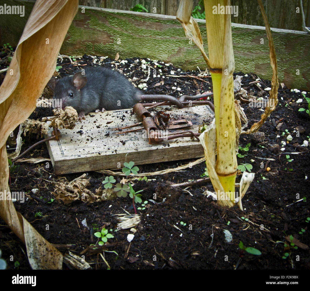 Rats tail Banque de photographies et d’images à haute résolution - Alamy