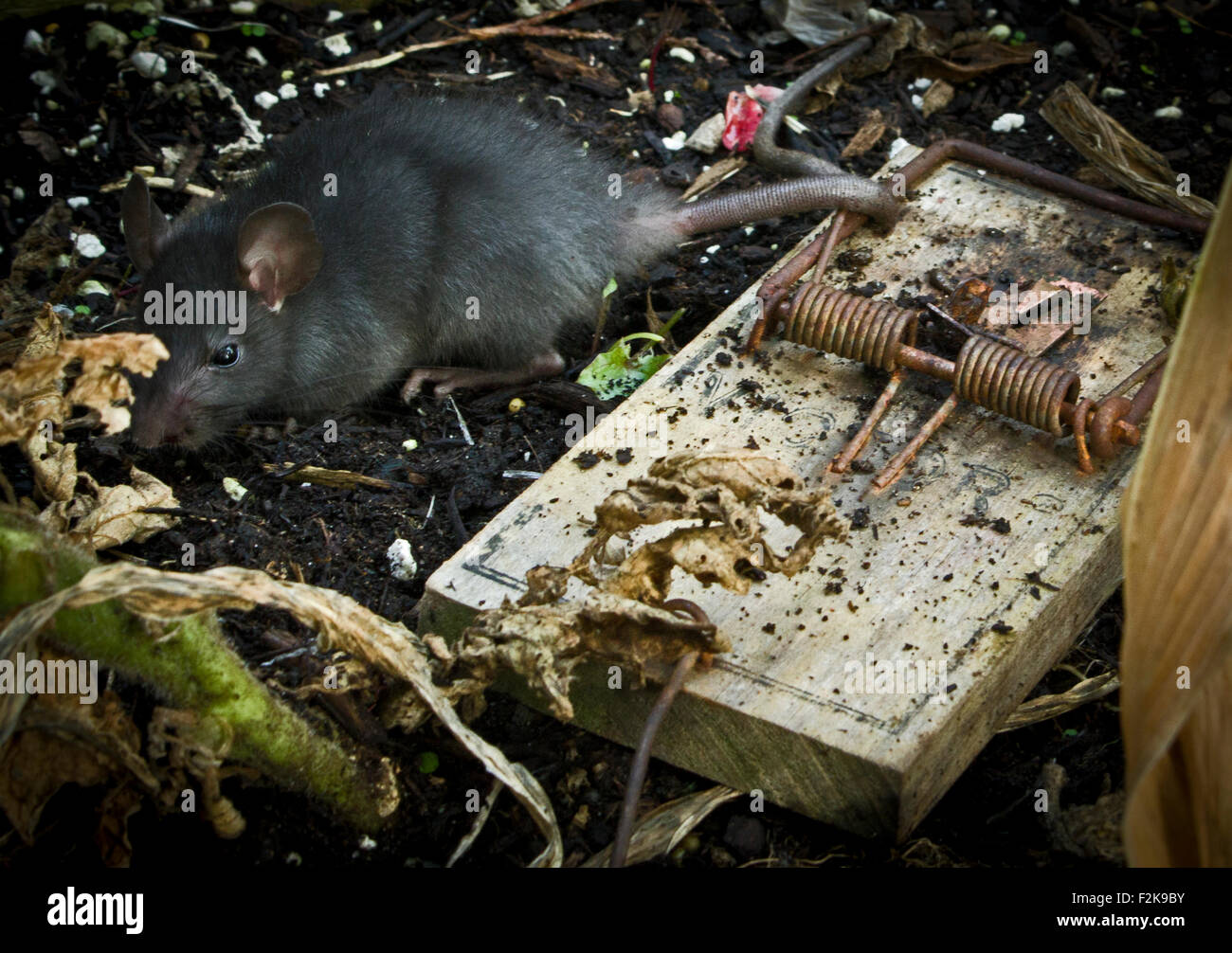 Queue de rat Banque de photographies et d’images à haute résolution - Alamy