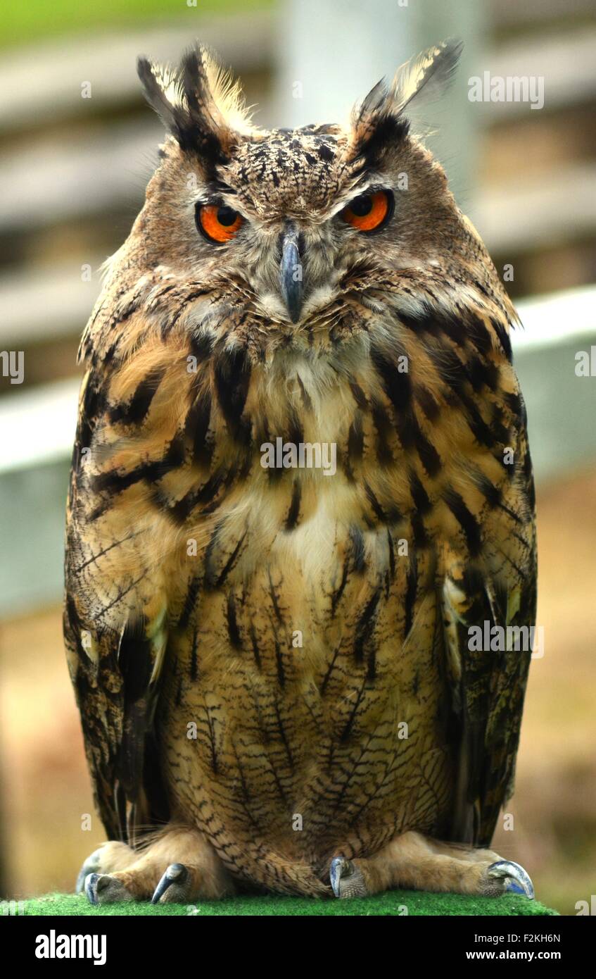 Grand Hibou sur un perchoir Photo Stock - Alamy