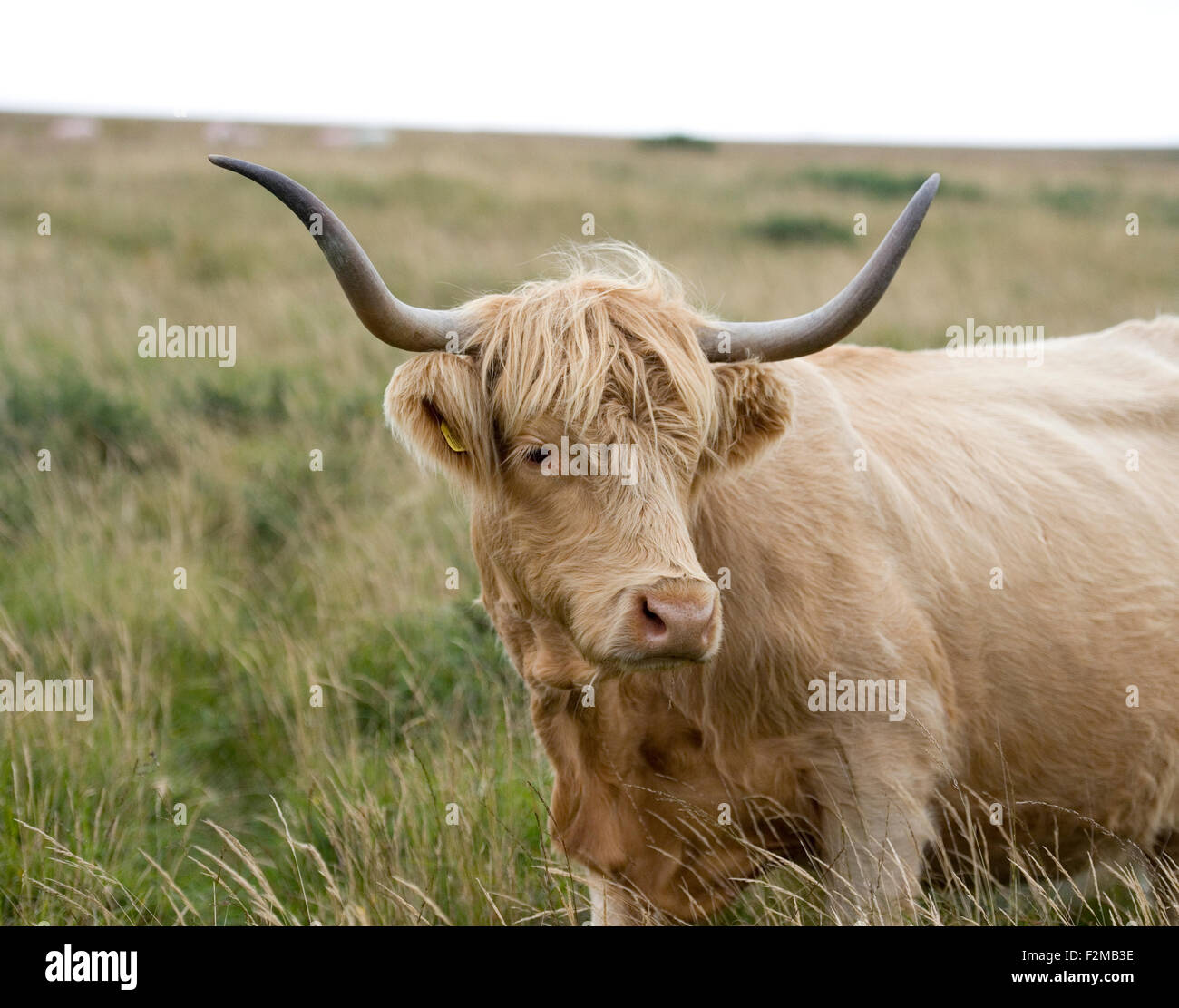 Vache highland profil Banque de photographies et d’images à haute ...