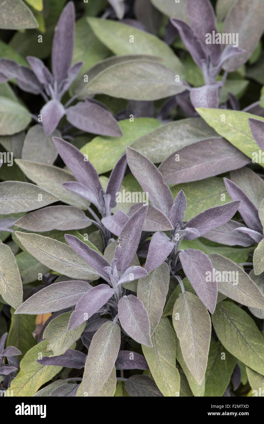 Sauge plante Banque de photographies et d’images à haute résolution - Alamy