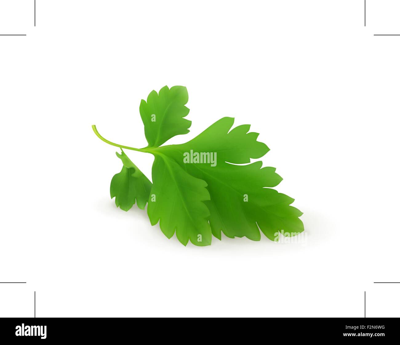 Plante de persil Banque d'images vectorielles - Alamy