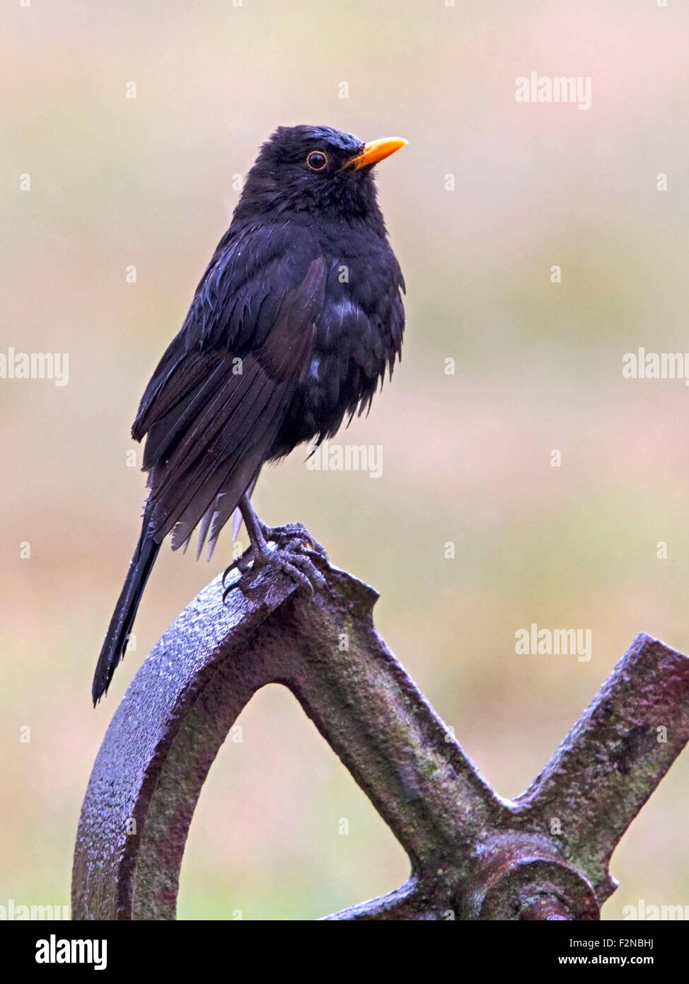 Merle noir mâle perché sur roue brisée Photo Stock - Alamy