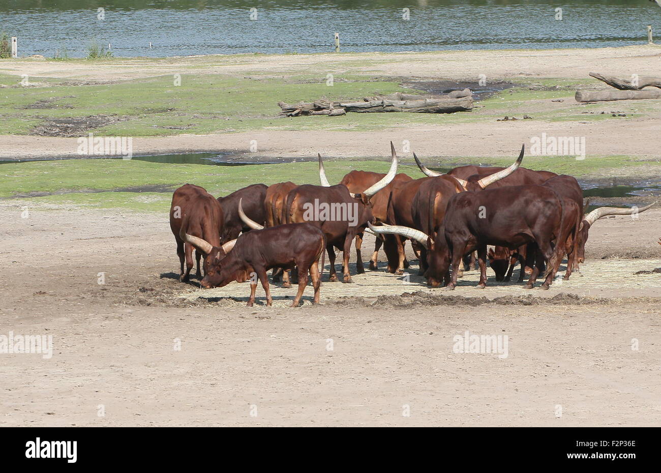 Troupeau de bovins Watusi africains (Bos taurus africanus), alias ...