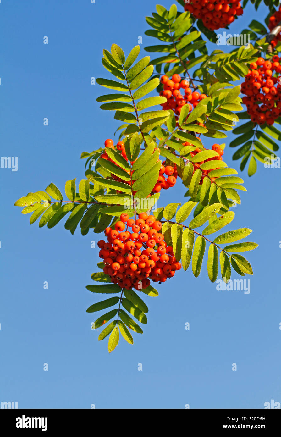 Sorbus aucuparia Banque de photographies et d’images à haute résolution ...