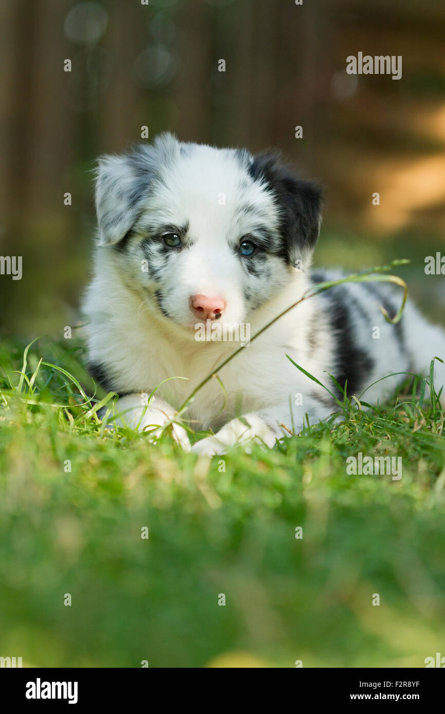 Border Collie, chiot, bleu merle, 6 semaines Photo Stock - Alamy