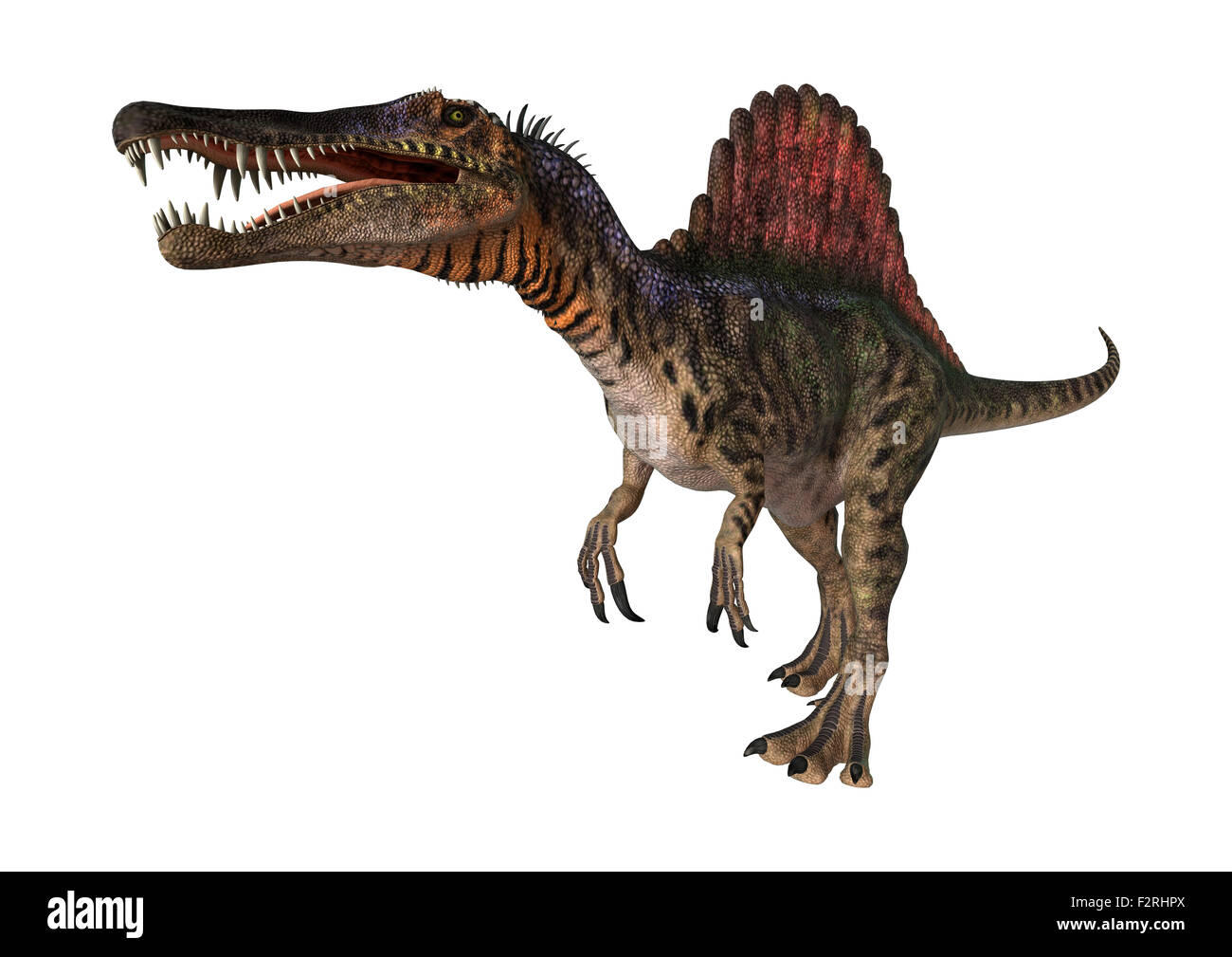 Rendu 3D d'un dinosaure Spinosaurus isolé sur fond blanc Photo Stock - Alamy