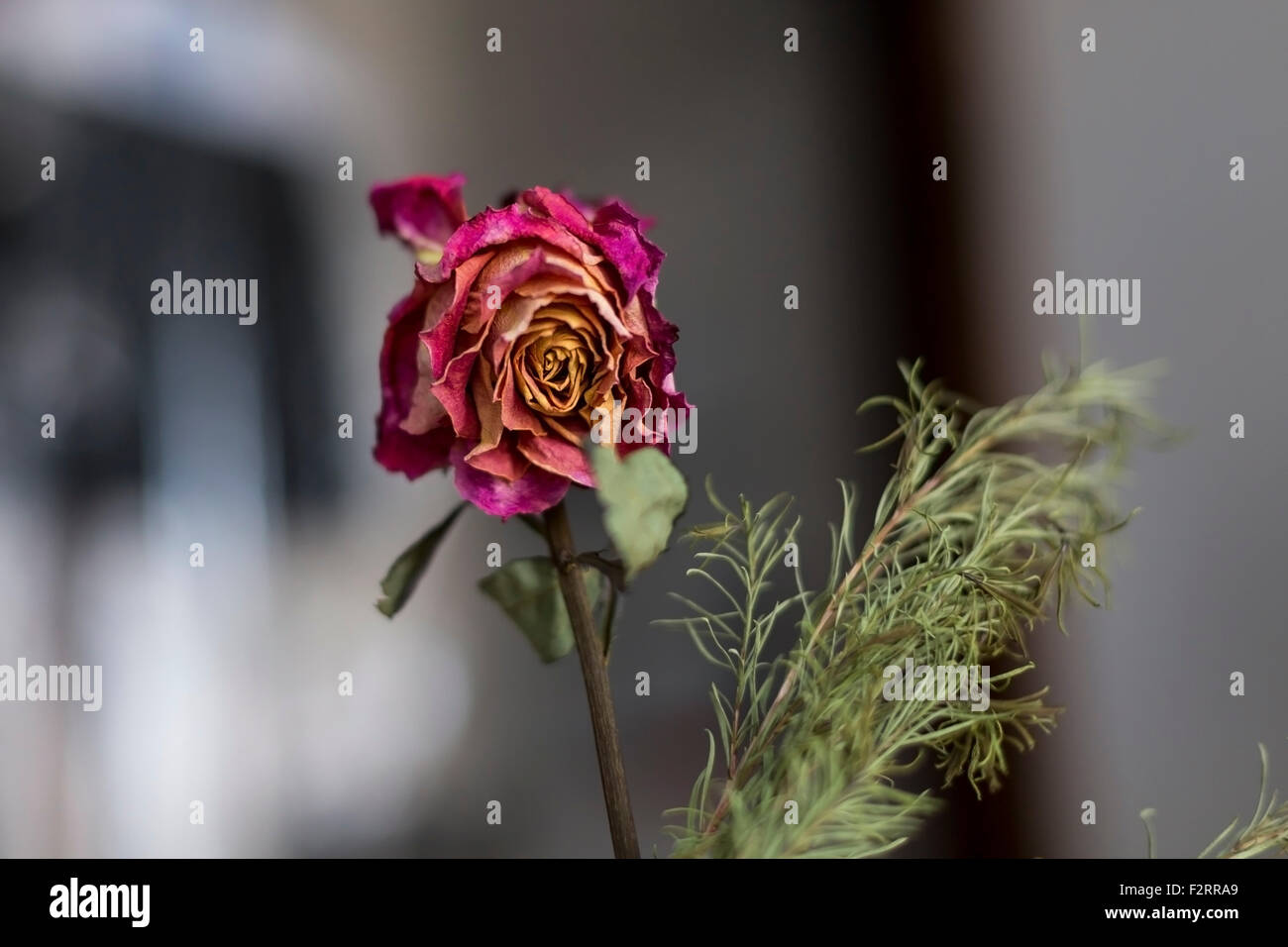 Rose morte Banque de photographies et d’images à haute résolution - Alamy