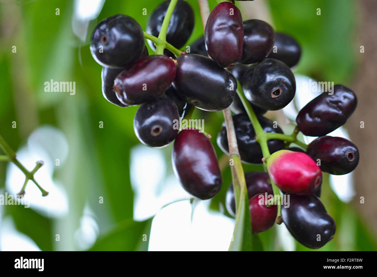 Prune noire Banque de photographies et d’images à haute résolution - Alamy