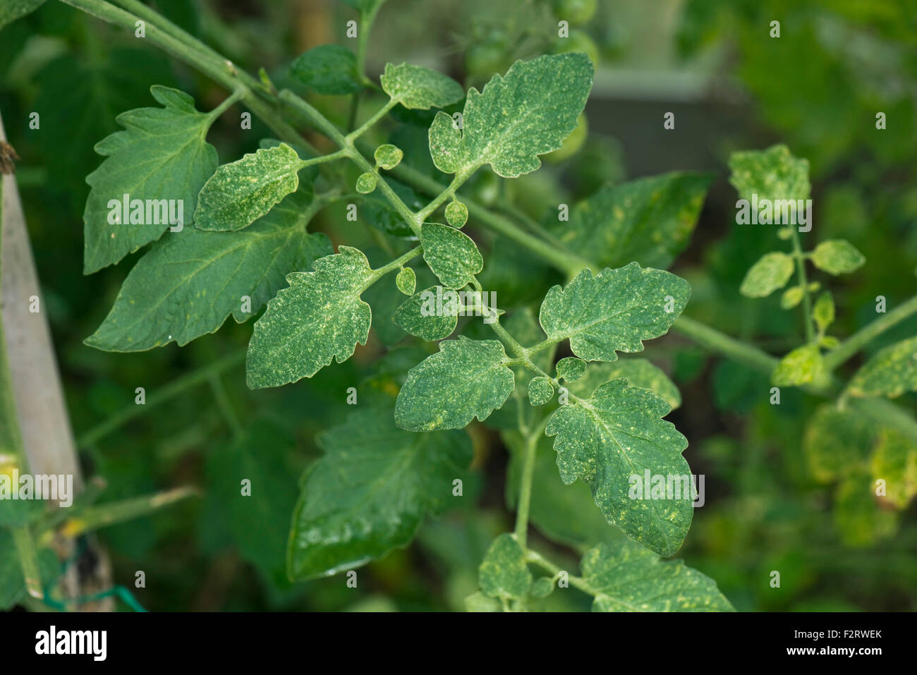 Sur place deux araignée rouge, Tetranychus urticae, abroutissement de ...