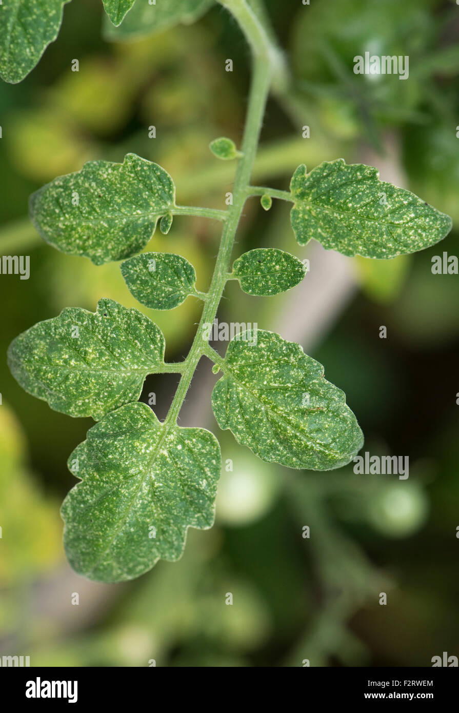 Sur place deux araignée rouge, Tetranychus urticae, abroutissement de ...