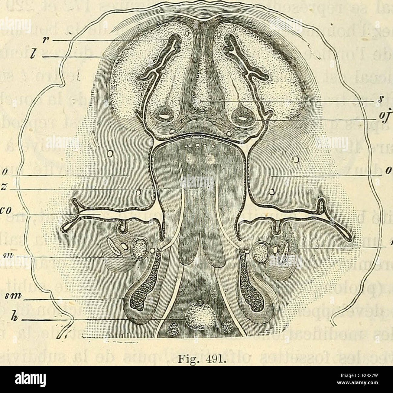 Embryologie, UO, TraitÃ© complet du dÃ©veloppement de l'homme et des ...