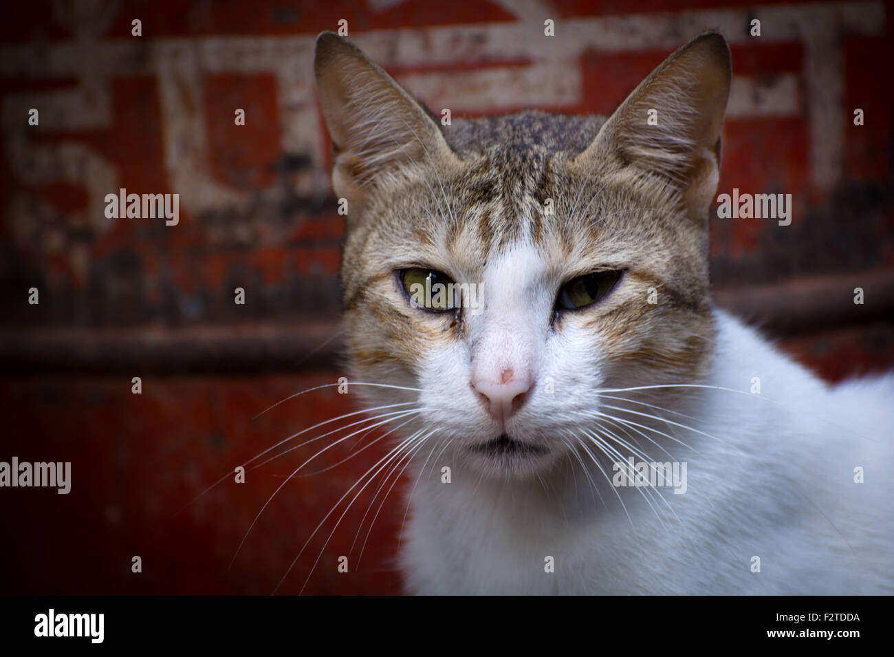 Chat combat Banque de photographies et d’images à haute résolution - Alamy