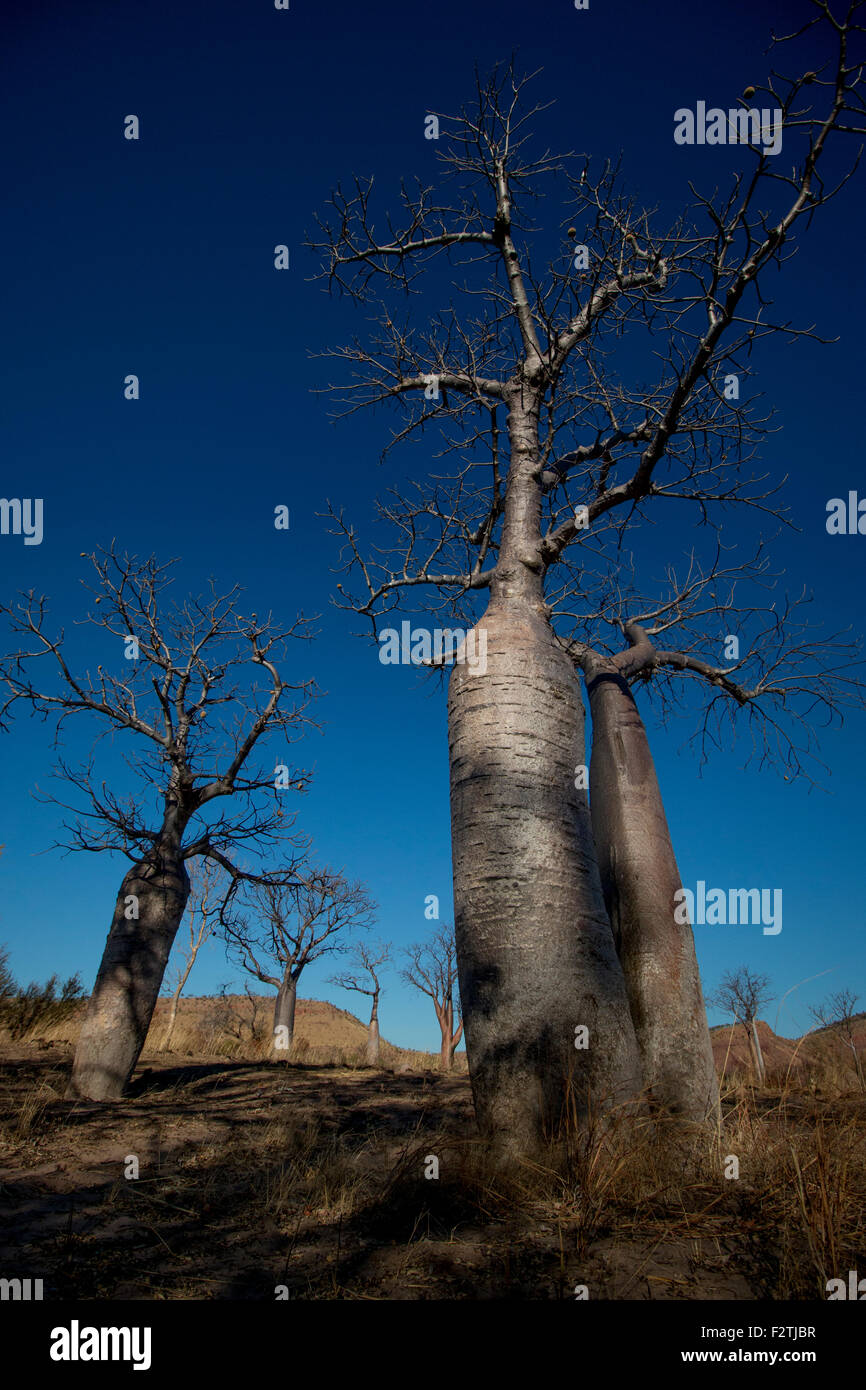 Boab trees Banque de photographies et d’images à haute résolution - Alamy