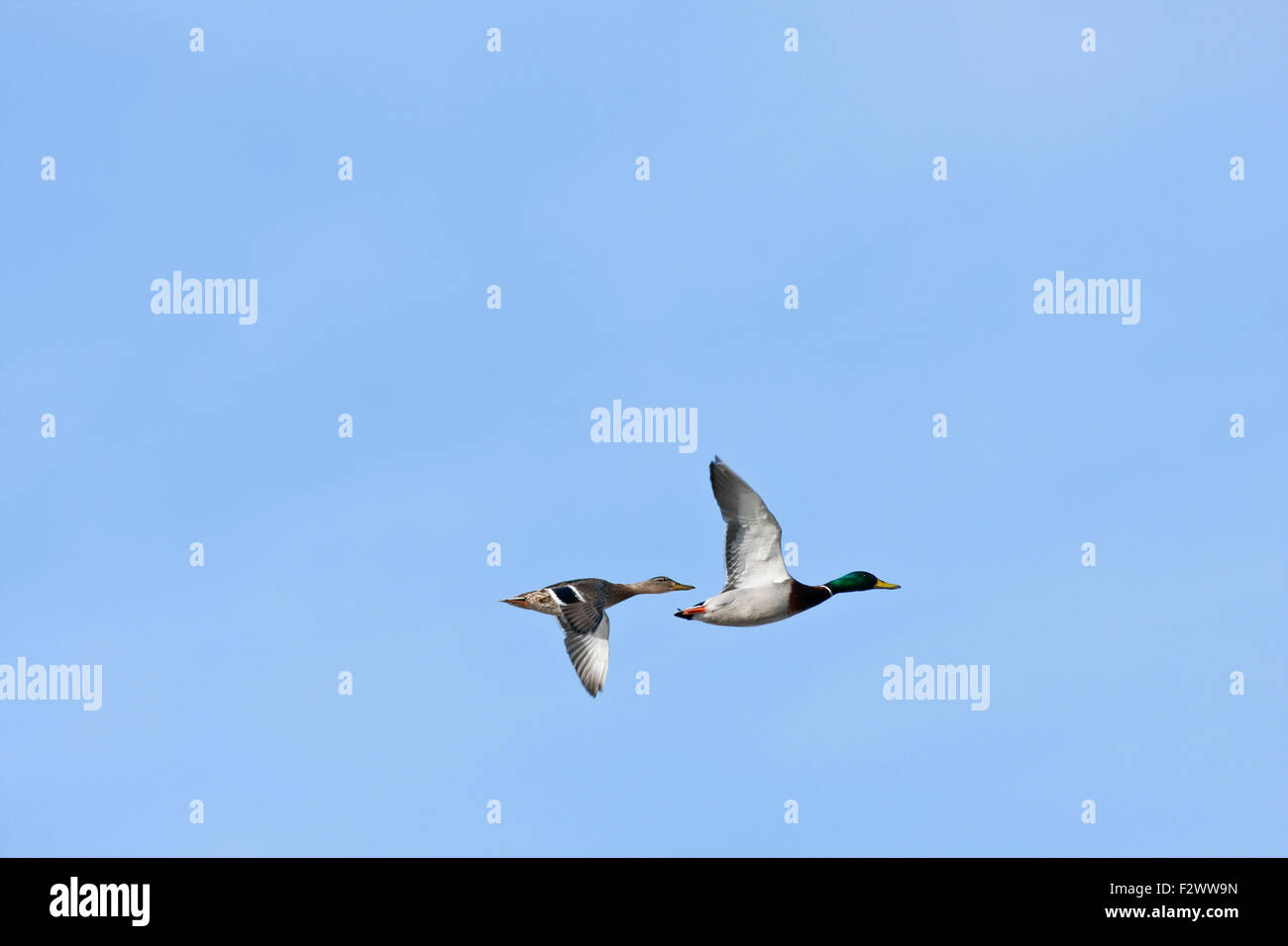 Le colvert, le canard sauvage dans la migration des oiseaux. Anas ...