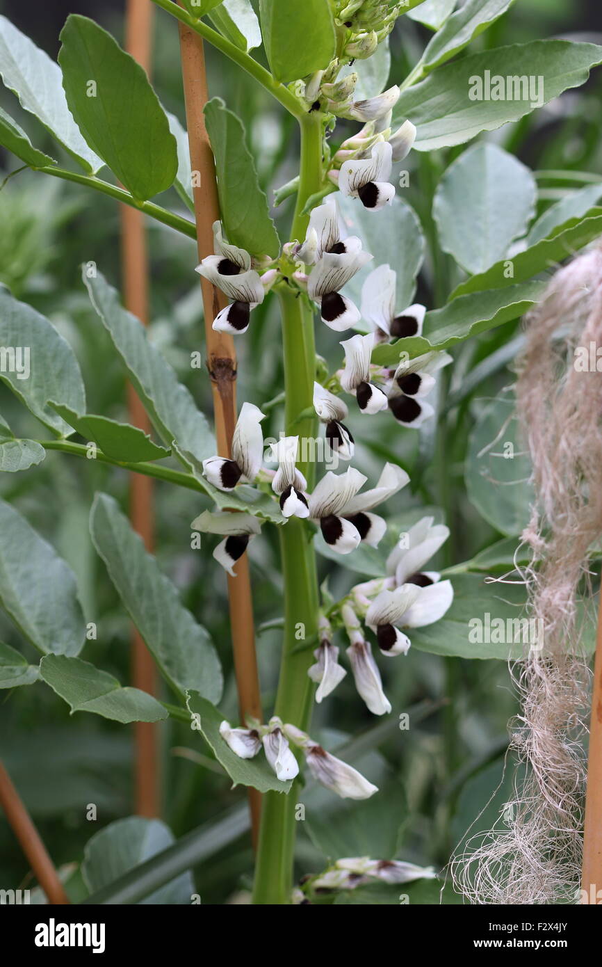 Vicia faba bean plant Banque de photographies et d’images à haute ...