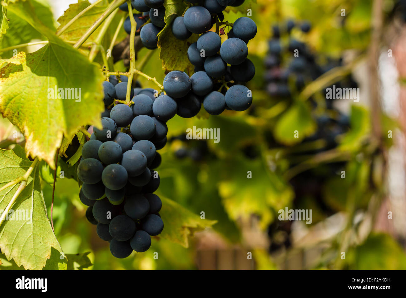 Grappe grappes de raisin vigne vignes Banque de photographies et d ...