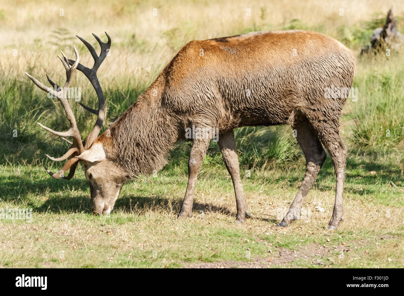 Cerf bois cerf buck animal de terrain Banque de photographies et d ...