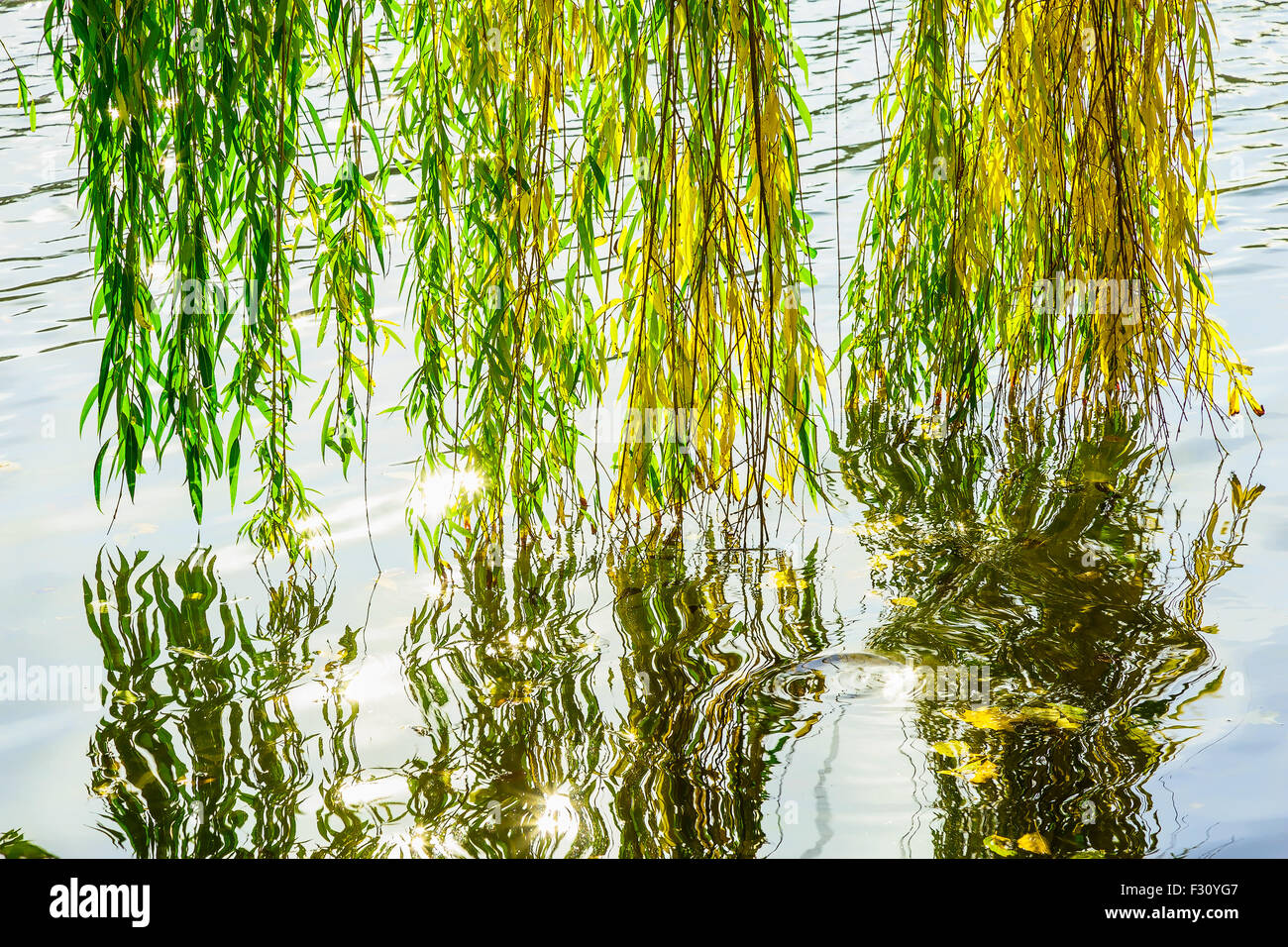 Saule pleureur Banque de photographies et d’images à haute résolution ...