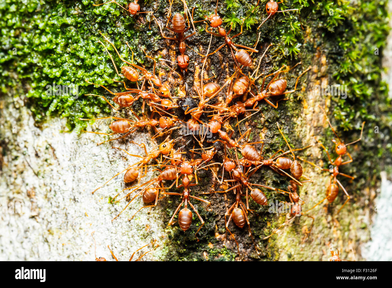 Fourmis rouges Banque de photographies et d’images à haute résolution ...