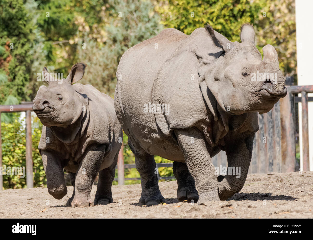 Rhinocéros Unicornis Banque d'image et photos - Alamy