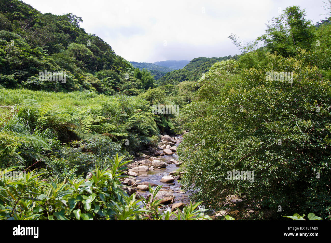 Taiwan forest Banque de photographies et d’images à haute résolution ...