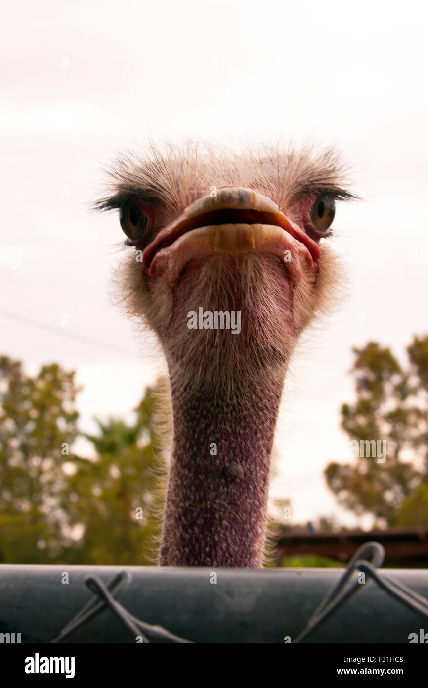 Yeux d'autruche Banque de photographies et d’images à haute résolution ...