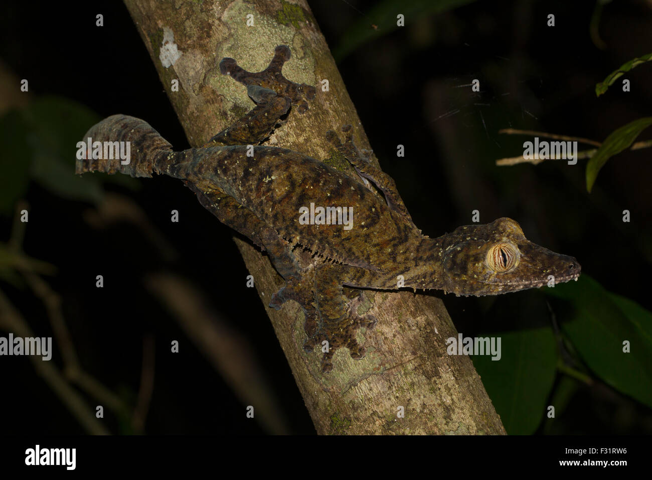 Giant gecko à queue de feuille (Uroplatus fimbriatus), sur une branche ...