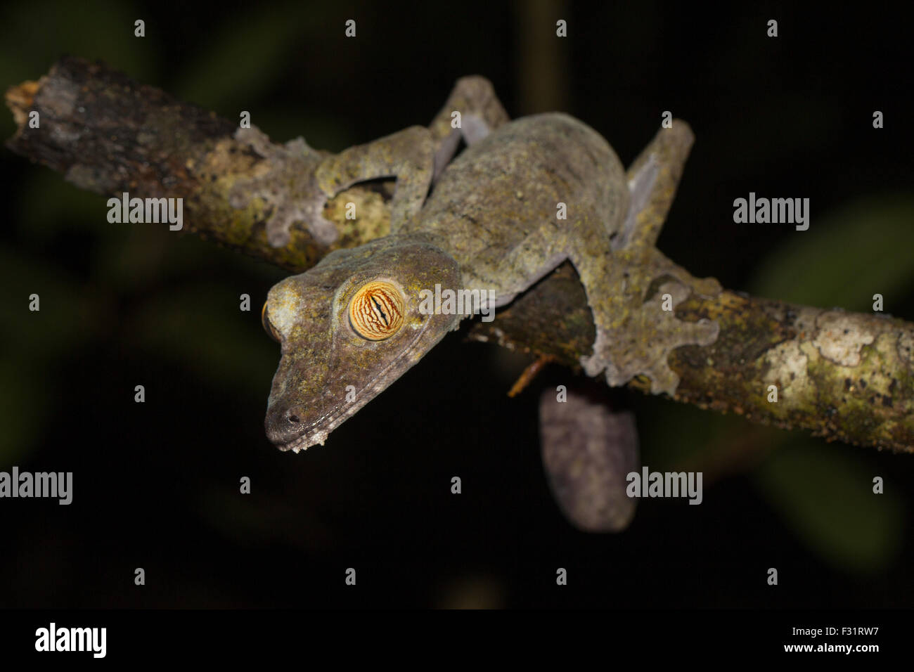 Giant gecko à queue de feuille (Uroplatus fimbriatus), sur une branche ...