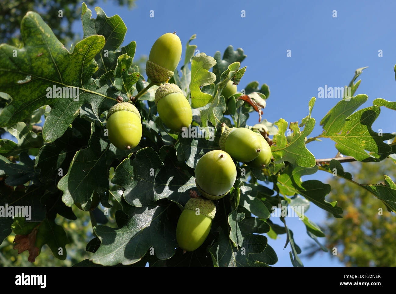 Arbre de glands uk Banque de photographies et d’images à haute ...