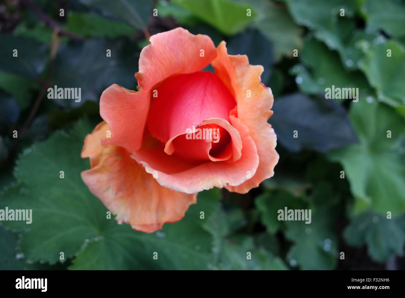 Roses hybrides Banque de photographies et d’images à haute résolution ...