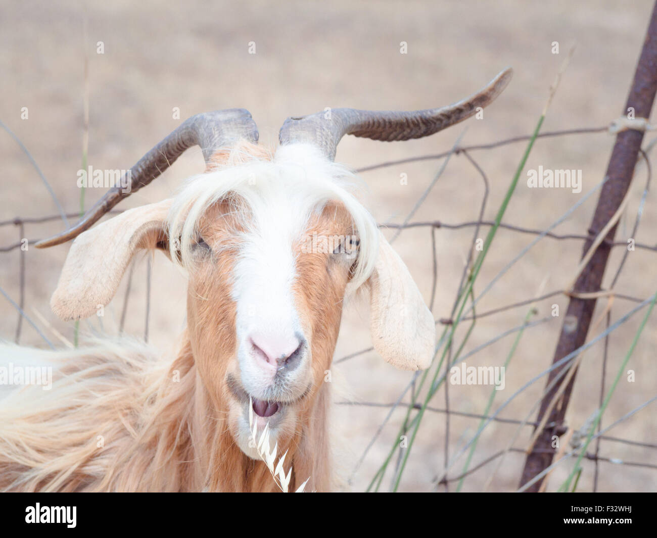 En campagne. échevelée de chèvre Image drôle d'une chèvre Photo Stock ...