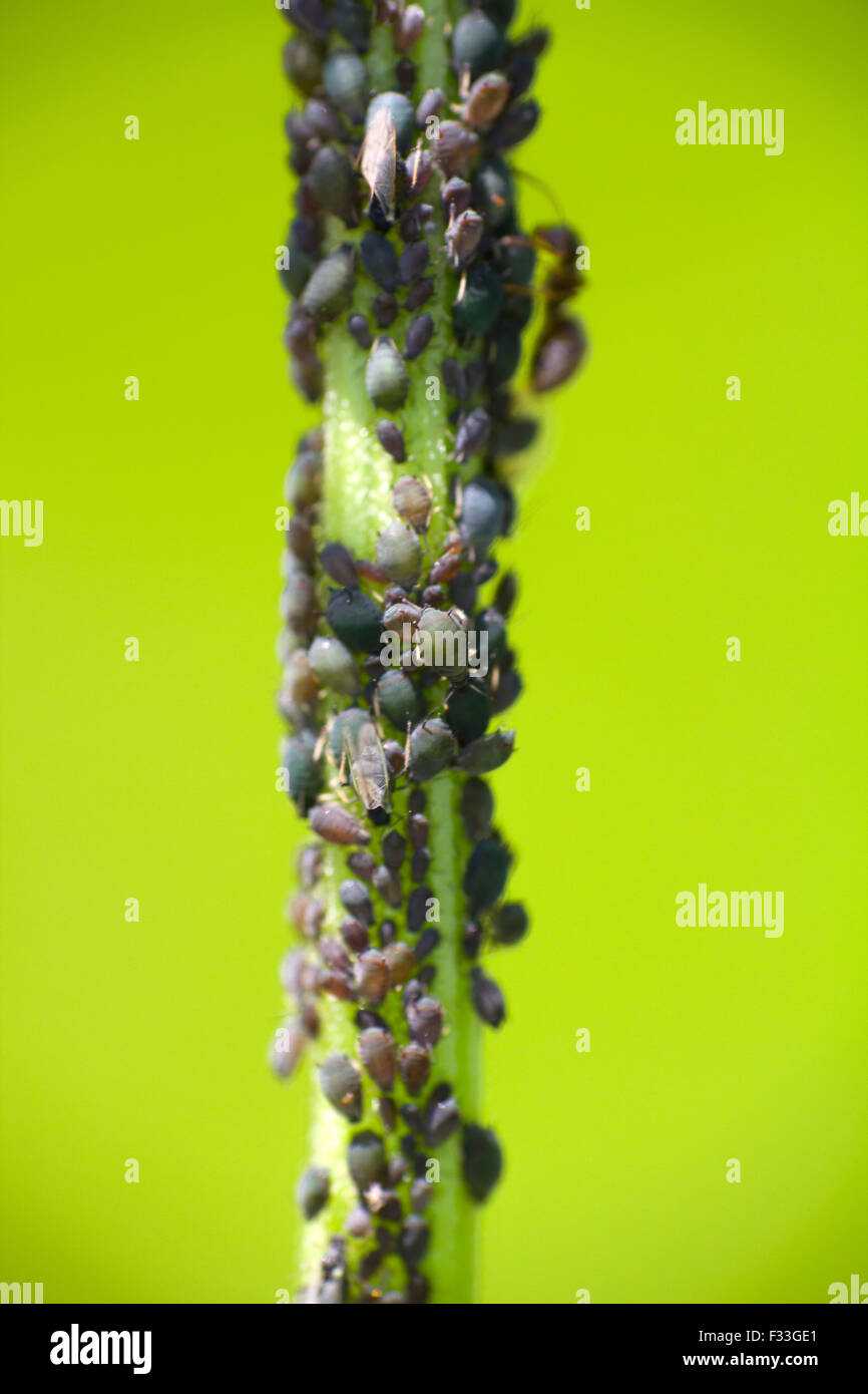 Colonie de plantes et insectes pou ant macro berger Photo Stock - Alamy