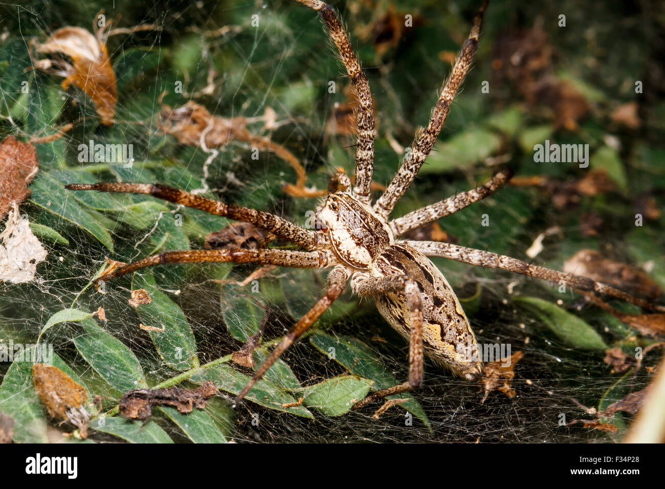 Wolf spider with young Banque de photographies et d’images à haute ...