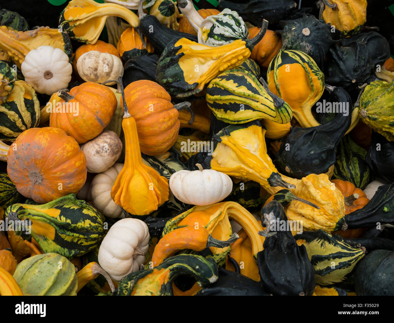 Différents type de courges sur l'affichage dans un marché de ...