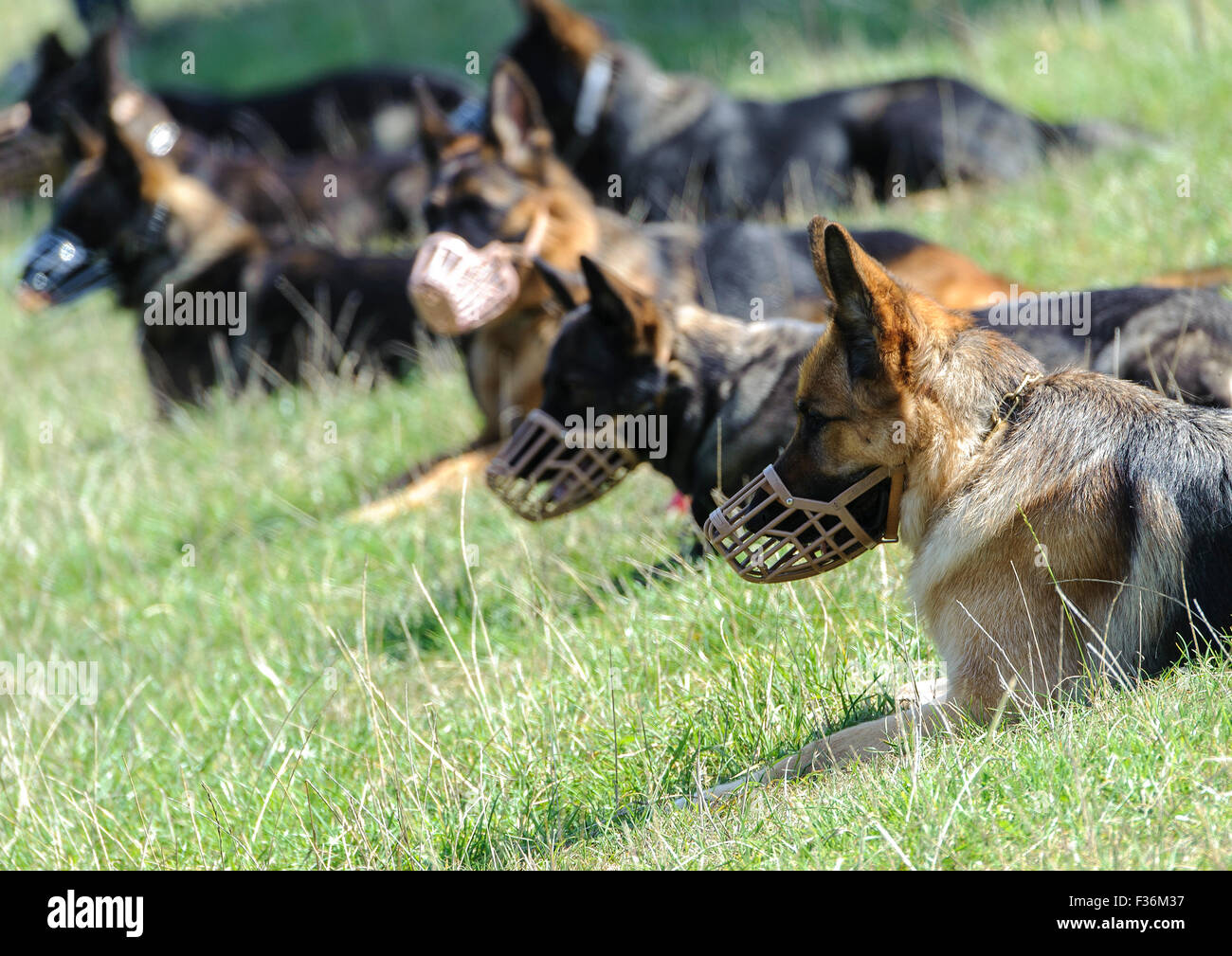 La photo montre muselé les chiens de garde de sécurité au cours de l ...