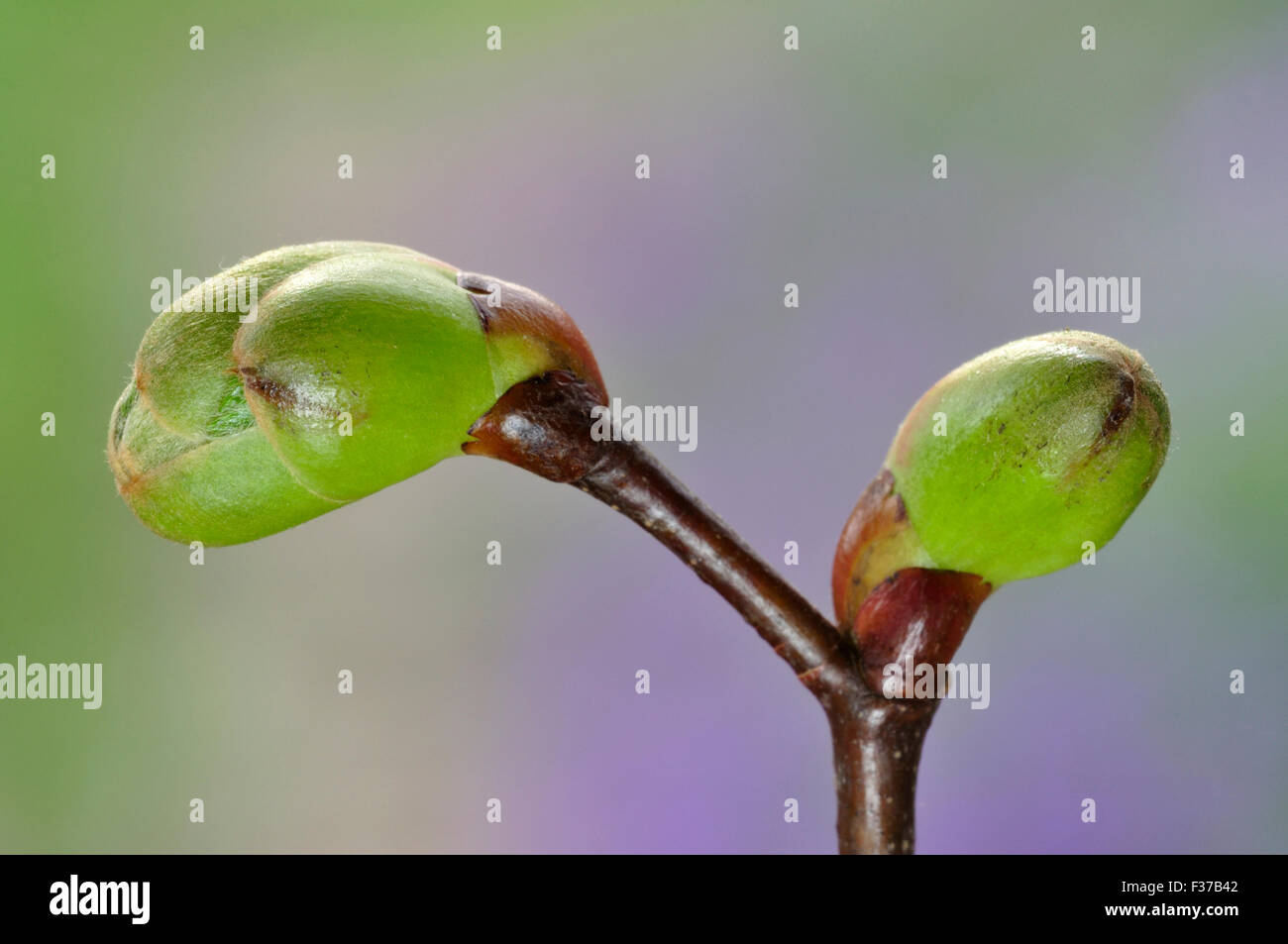 Tilleul à grandes feuilles Banque de photographies et d’images à haute ...