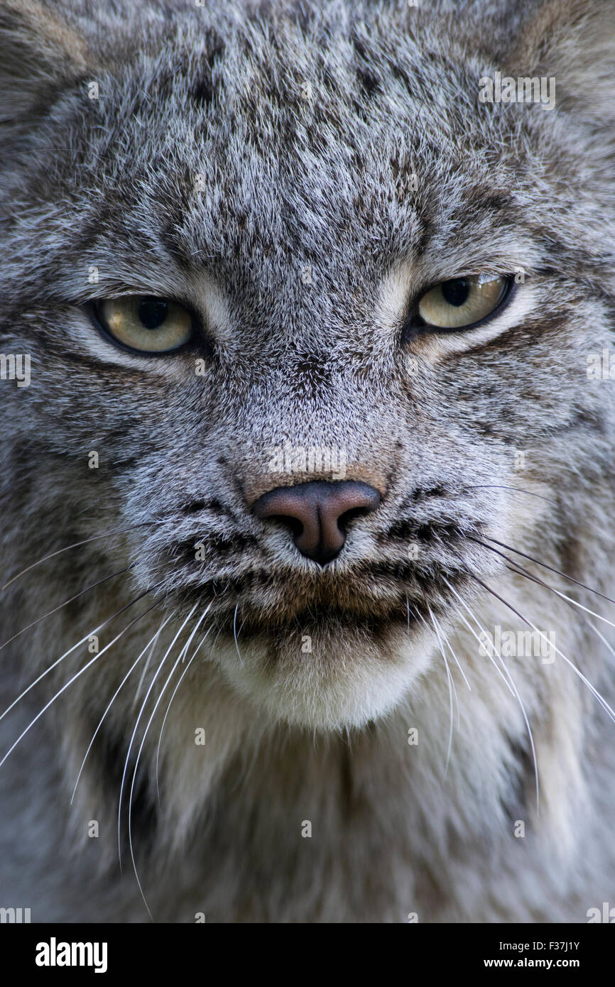 Canadian lynx quebec canada Banque de photographies et d’images à haute ...
