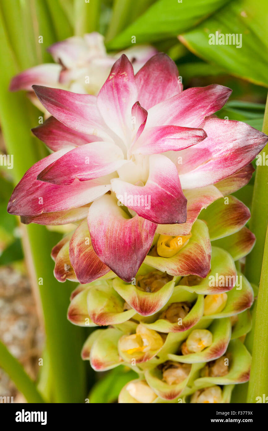 Plante de curcuma Banque de photographies et d’images à haute ...