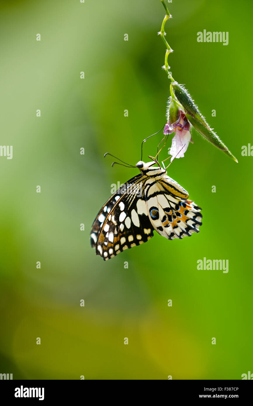 Papillon citron (Papilio demoleus) se nourrissant d'une fleur. Banteay ...